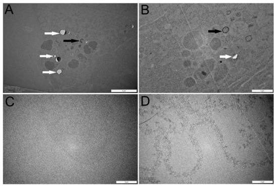 Insects | Special Issue : Phenotypic Plasticity of Insects