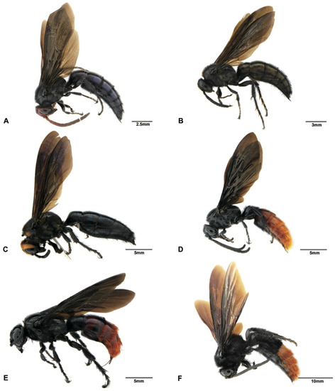 Tackling the Taxonomic Challenges in the Family Scoliidae (Insecta ...