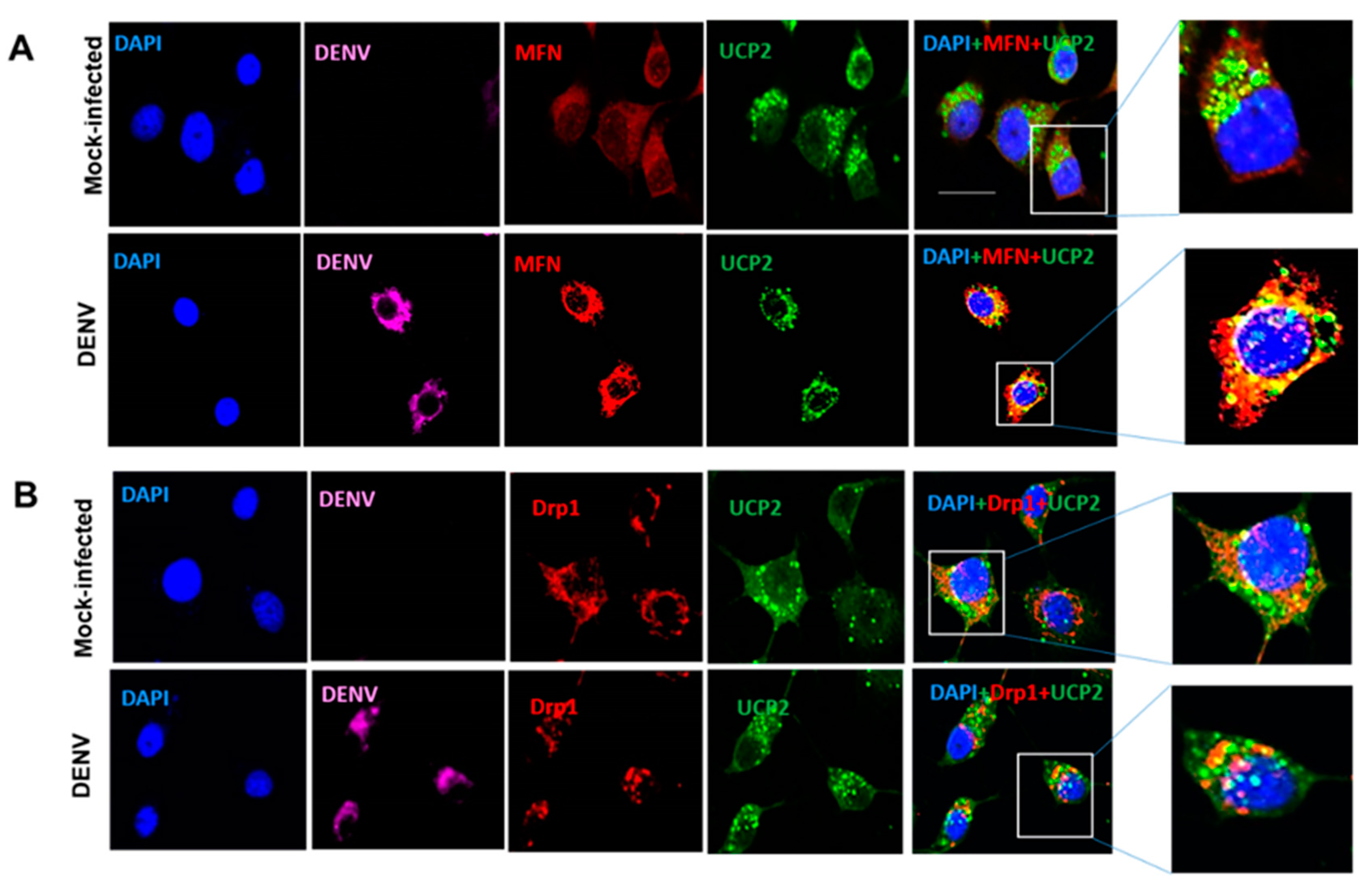 Monitoring Mitochondrial Function in Aedes albopictus C6/36 Cell Line ...