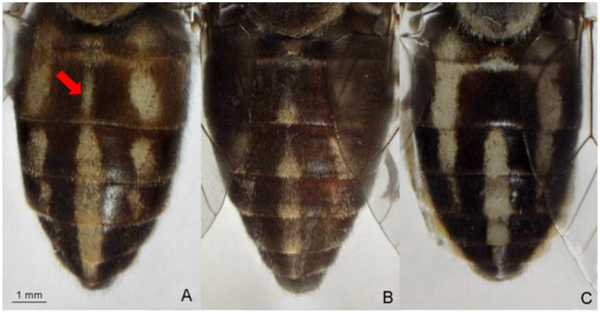 Landmark Data to Distinguish and Identify Morphologically Close Tabanus ...