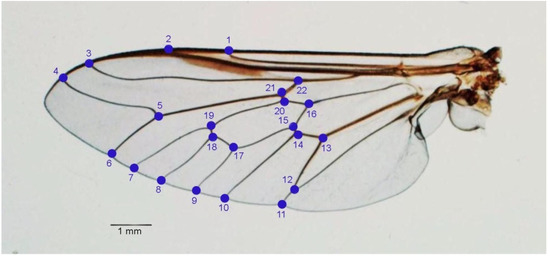 Landmark Data to Distinguish and Identify Morphologically Close Tabanus ...