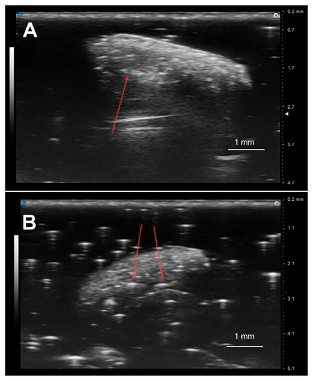 Insects | Special Issue : Novel Findings in Insect Functional ...