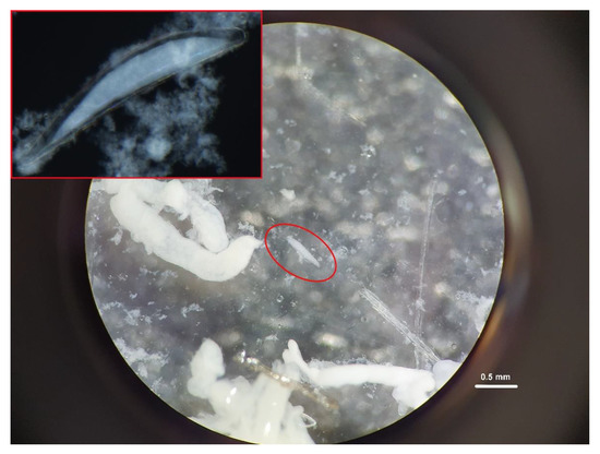 Insects | Special Issue : Novel Findings in Insect Functional ...