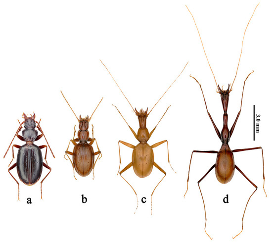 Morphological Adaptation of Cave-Dwelling Ground Beetles in China ...