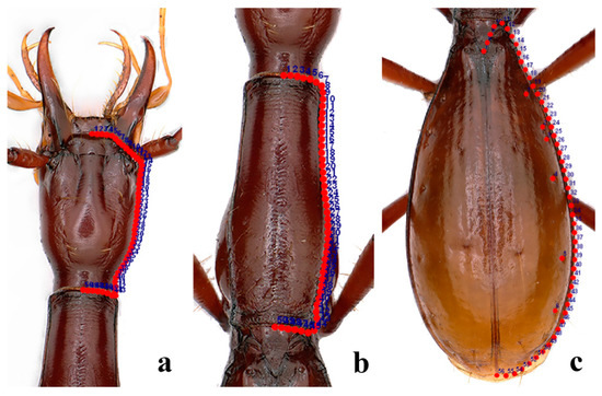 Morphological Adaptation of Cave-Dwelling Ground Beetles in China ...