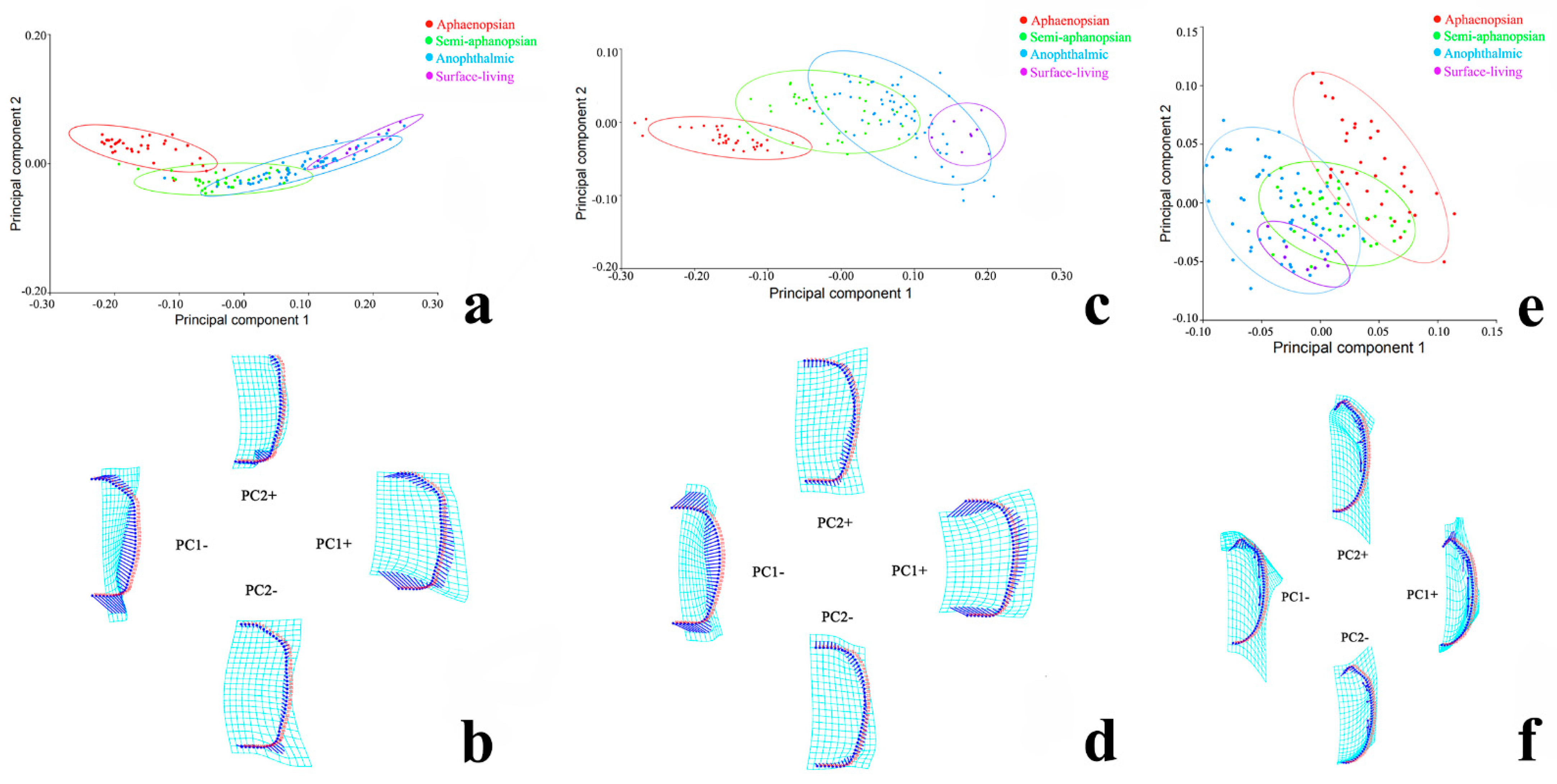 Morphological Adaptation of Cave-Dwelling Ground Beetles in China ...