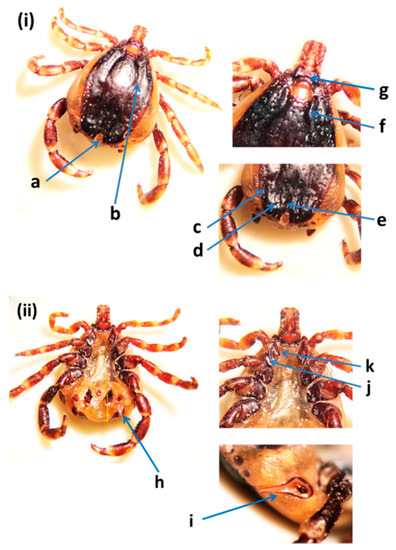 Prevalence, Distribution, and Molecular Record of Four Hard Ticks from ...