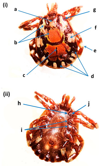 Prevalence, Distribution, and Molecular Record of Four Hard Ticks from ...