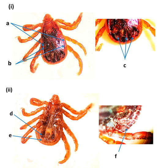 Prevalence, Distribution, and Molecular Record of Four Hard Ticks from ...