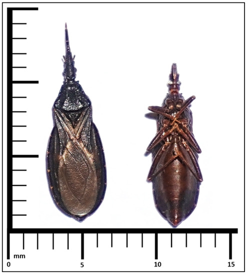 Insects | Free Full-Text | Anaphylactic Reactions Due to Triatoma ...