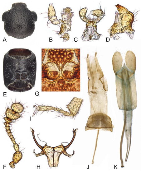 The First Record of Teredidae (Coleoptera, Coccinelloidea) from China ...