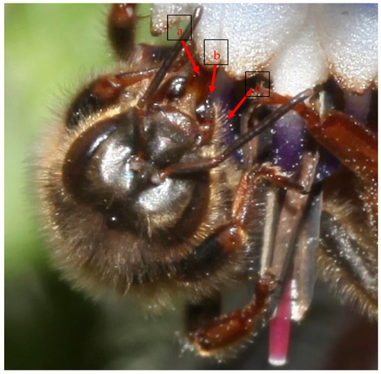 Where Is the Honey Bee Queen Flying? The Original Case of a Foraging Queen