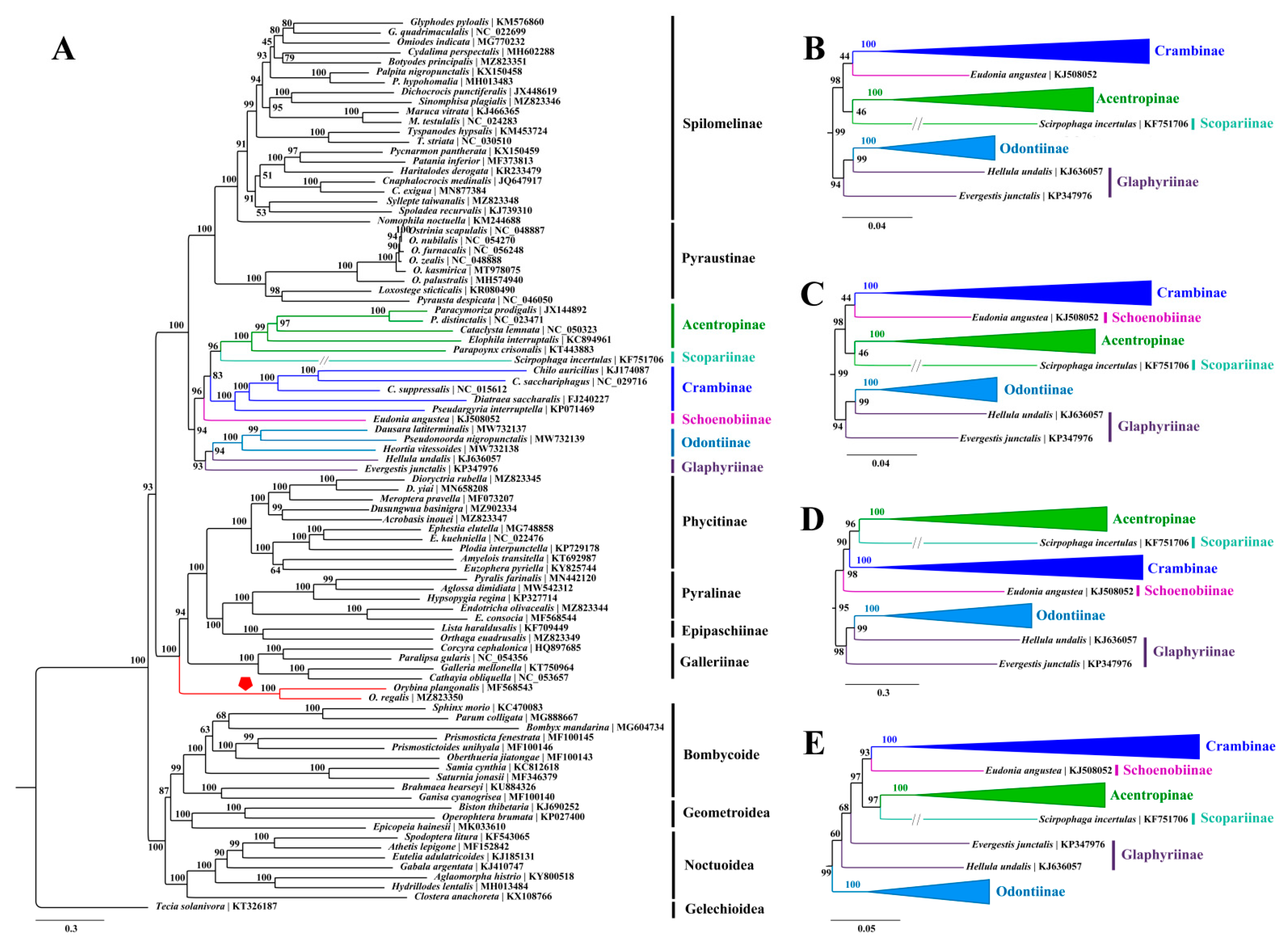 Nine Mitochondrial Genomes of the Pyraloidea and Their Phylogenetic ...