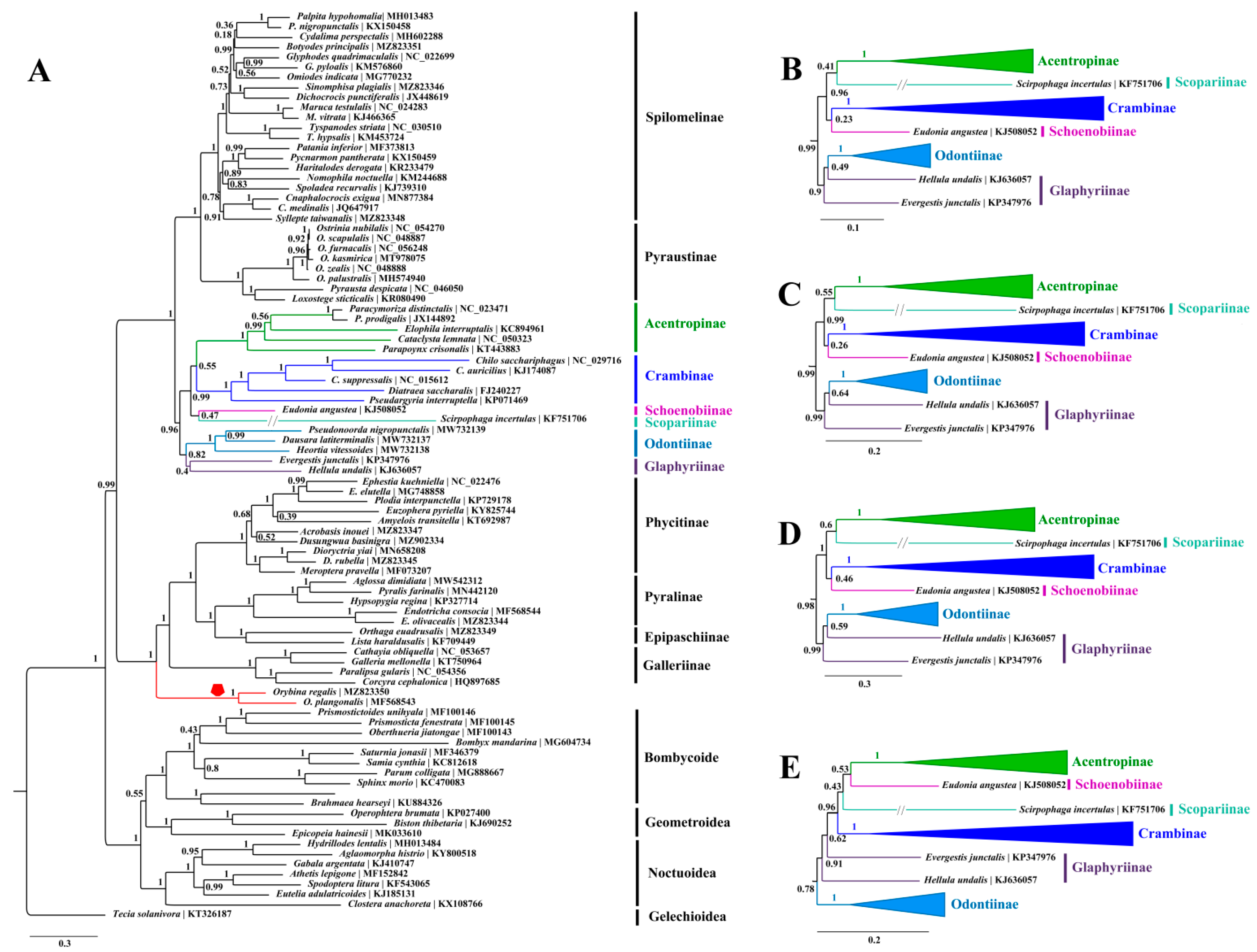 Nine Mitochondrial Genomes of the Pyraloidea and Their Phylogenetic ...