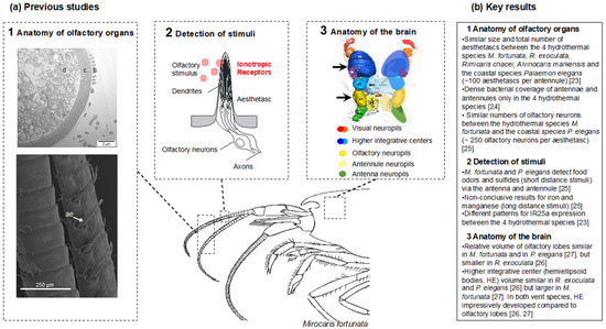 Do Hydrothermal Shrimp Smell Vents?