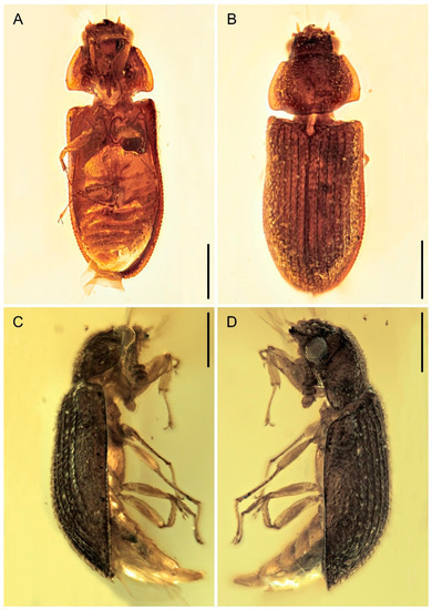 A New Genus and Species of Lophocateridae from Mid-Cretaceous Amber of ...