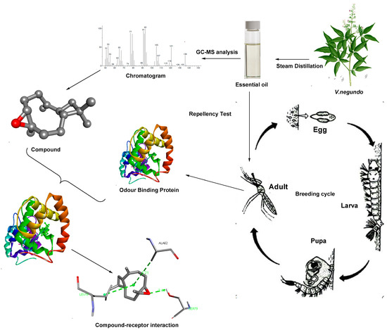 Vitex negundo L. Essential Oil: Odorant Binding Protein Efficiency ...