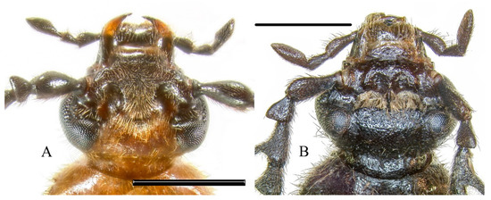 The Adult, Larva, and Pupa of a New Pseudopyrochroa (Coleoptera ...