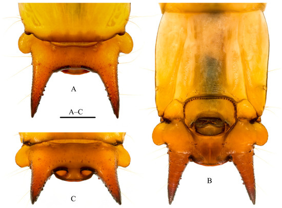 The Adult, Larva, and Pupa of a New Pseudopyrochroa (Coleoptera ...
