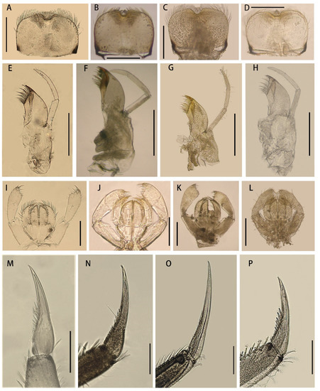 A Review of the Genus Cloeon from Chinese Mainland (Ephemeroptera ...