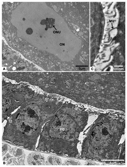Ovary Structure and Oogenesis of Trypophloeus klimeschi (Coleoptera ...