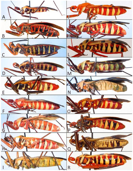 Revision and Phylogenetic Analysis of the Genus Phonoctonus Stål, 1853 ...