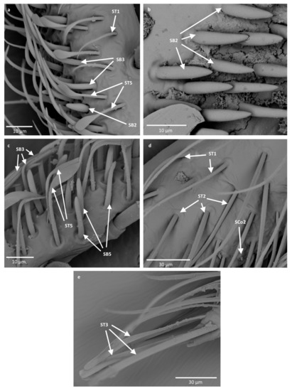 Insects | Free Full-Text | Morphology of the Antennal Sensilla of ...