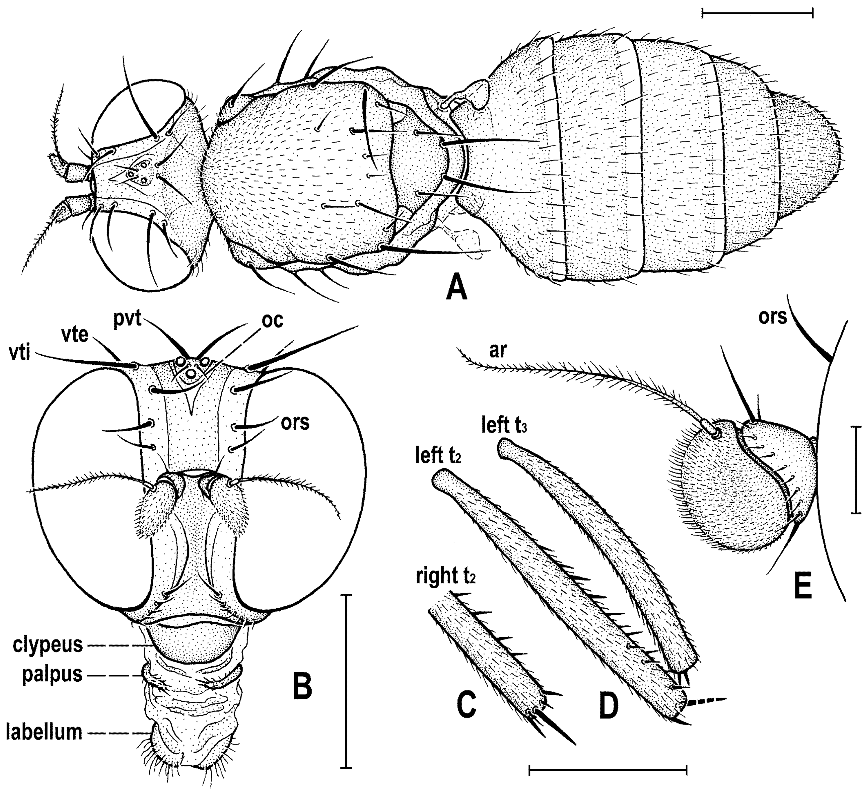Clusiomitidae, A New Family of Eocene Fossil Acalyptratae, with ...