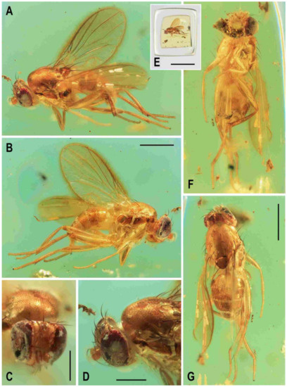 Insects | Special Issue : Diptera Diversity in Space and Time