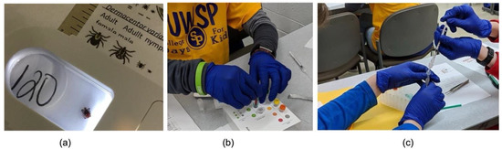 Insects | Special Issue : Citizen Science Approaches to Vector Surveillance