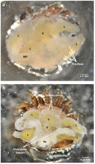 Standard Methods for Dissection of Varroa destructor Females