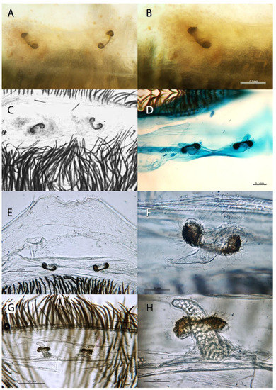 Insects | Free Full-Text | Five-Year Monitoring of a Desert Burrow ...