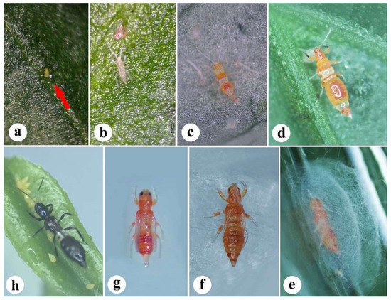 A Review of Franklinothrips vespiformis (Thysanoptera: Aeolothripidae ...