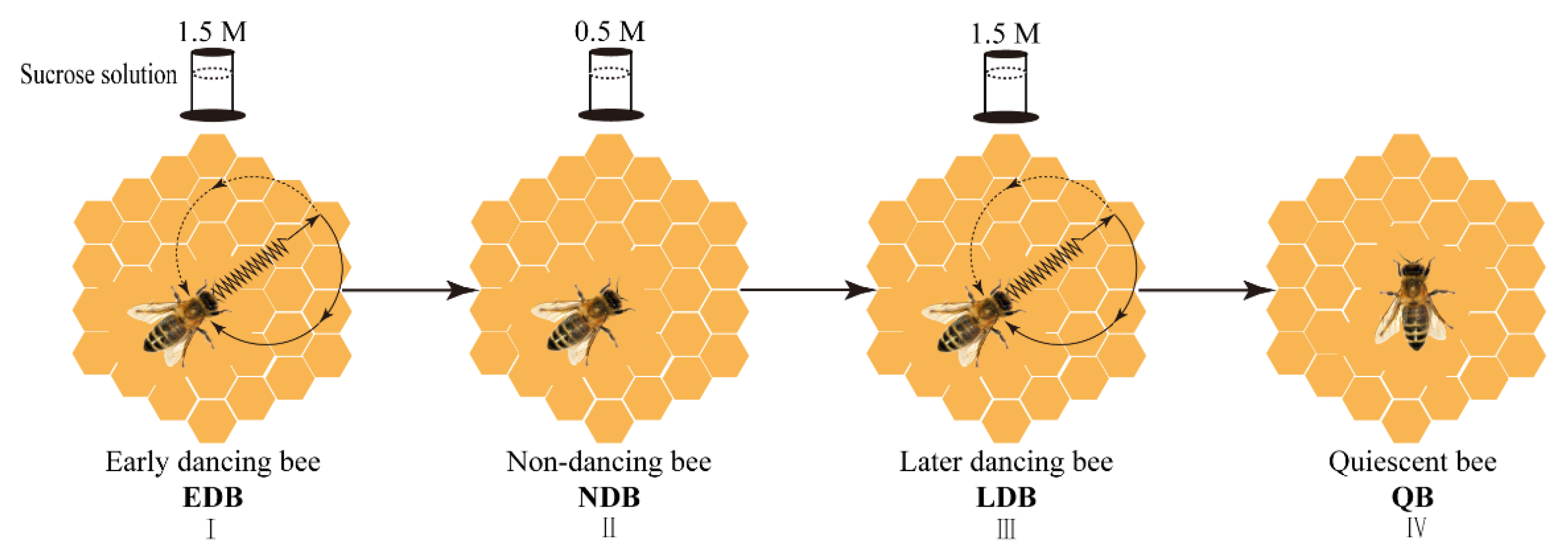 Insects | Free Full-Text | Understanding of Waggle Dance in the Honey ...
