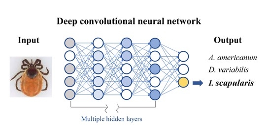 Insects | Free Full-Text | A Computer Vision-Based Approach for Tick Identification Using Deep ...