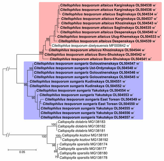 Genetic Evidence of an Isolation Barrier between Flea Subspecies of ...