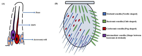 Drosophila melanogaster Chemosensory Pathways as Potential Targets to ...