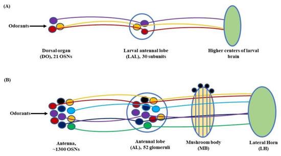 Drosophila melanogaster Chemosensory Pathways as Potential Targets to ...