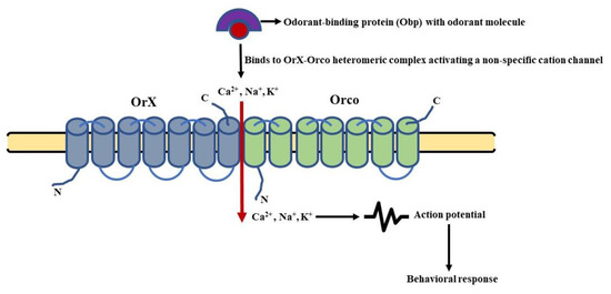 Drosophila melanogaster Chemosensory Pathways as Potential Targets to ...
