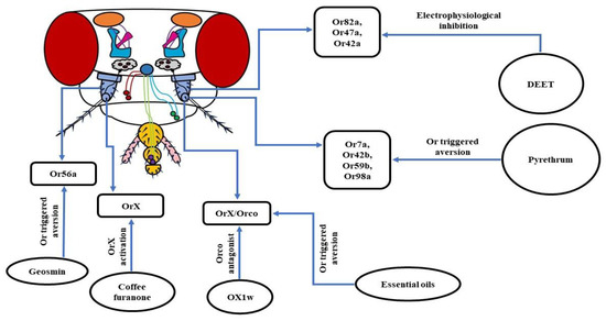 Drosophila melanogaster Chemosensory Pathways as Potential Targets to ...