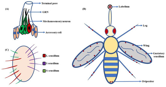 Drosophila melanogaster Chemosensory Pathways as Potential Targets to ...