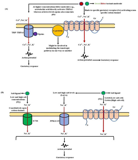 Insects | Special Issue : Chemoreception in Insects: Function and Evolution