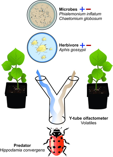 Insects | Free Full-Text | Olfactometer Responses of Convergent Lady ...