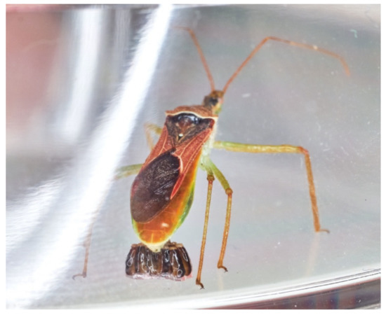 Zelus renardii Roaming in Southern Italy
