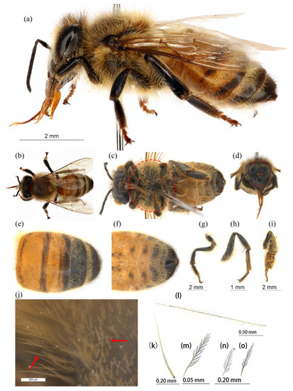 Morphological Structure and Distribution of Hairiness on Different Body ...