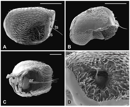 Insects | Special Issue : Novel Findings in Insect Functional ...