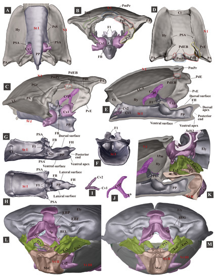 Functional Morphology of the Thorax of the Click Beetle Campsosternus ...