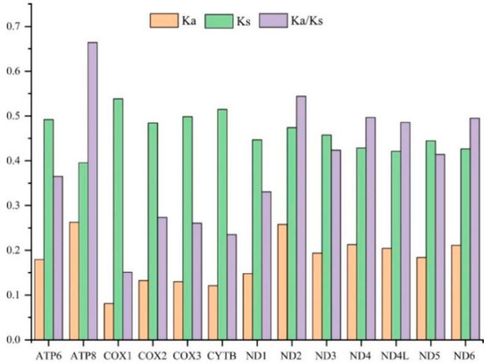 Insects | Free Full-Text | Comparative Analysis of Mitochondrial ...