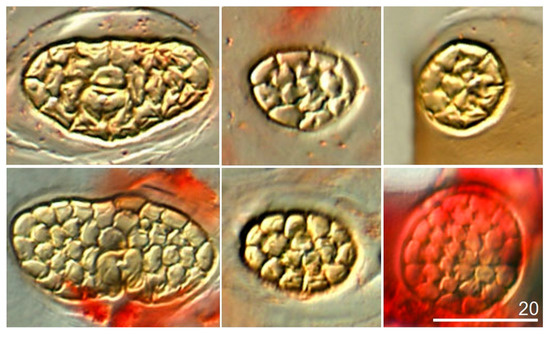 Integrative Insight into Relationships between Florivorous Thrips ...
