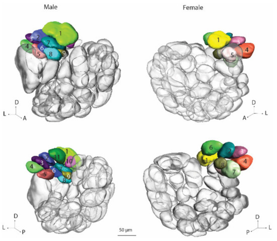Insects | Free Full-Text | Brain Investigation on Sexual Dimorphism in ...